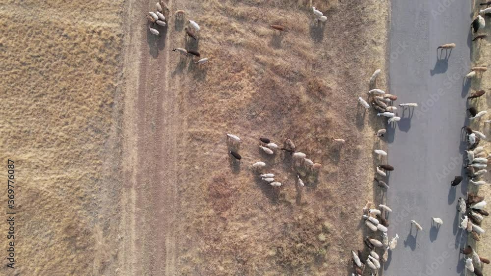 Rear facing shooting from drone flying high over large herd of goats ...