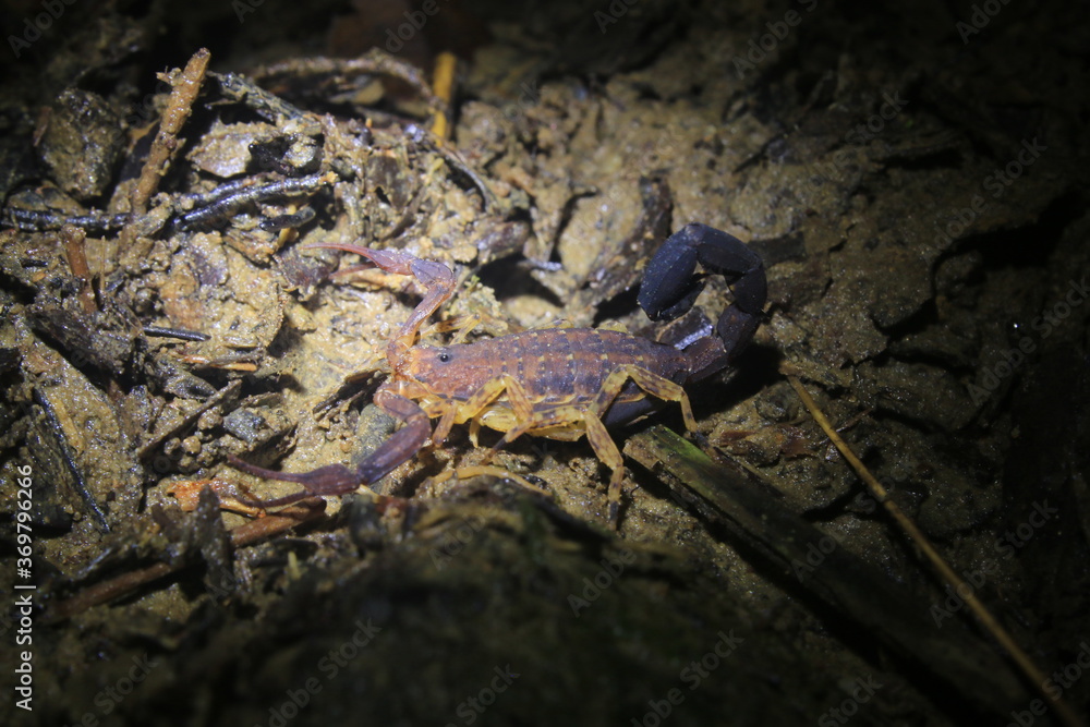 Side view of a brown scorpion with yellow legs and a curled up black ...