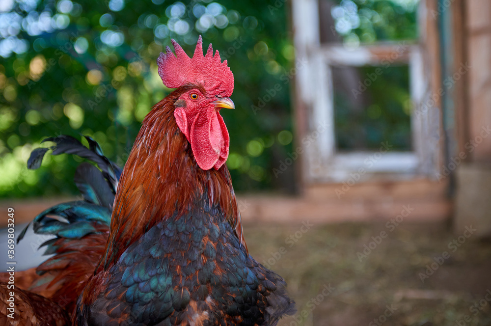 Colorful rooster or fighting rooster on the farm. Natural breeding of ...