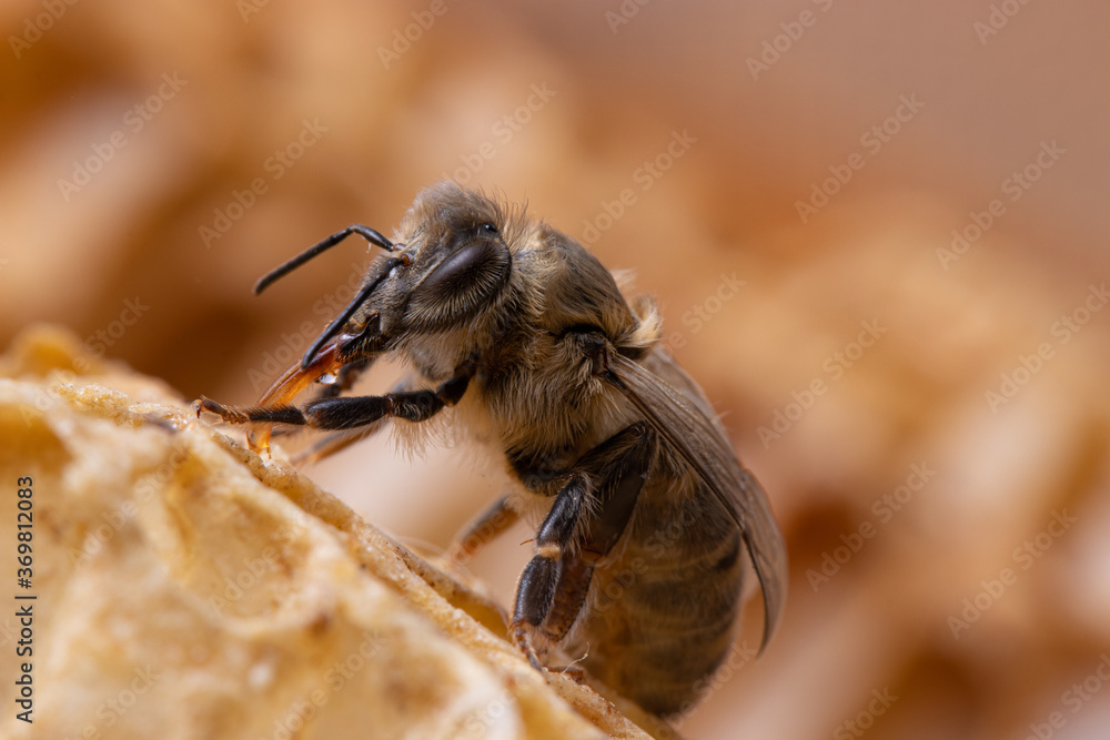 Detailed macro photography of honey bees. The bee eats nectar with its ...