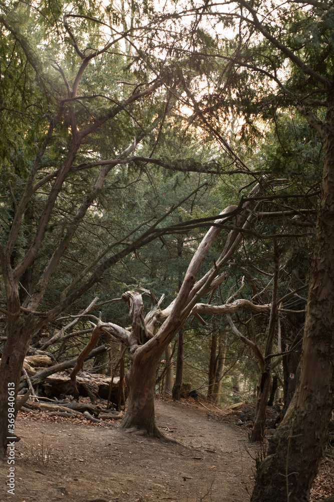 Ancient and spooky yew in the yew forest, haunted century yew Stock ...