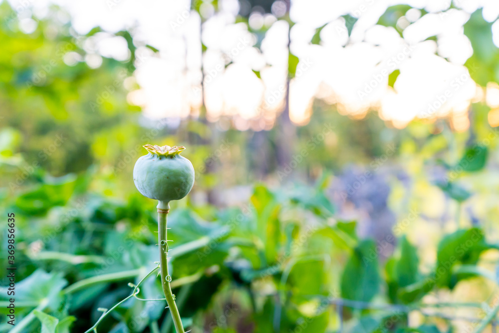 Poppy seed pod growing on a stem. Closeup photo of flowering seed head ...