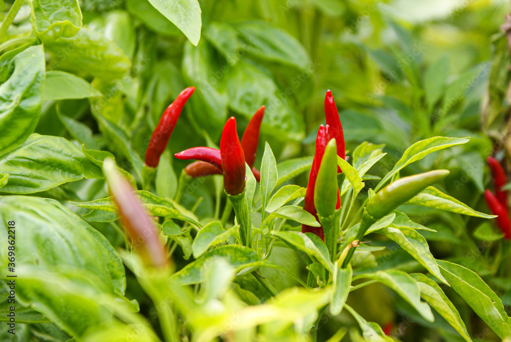 和食のスパイスには欠かせない唐辛子の実 Stock Photo | Adobe Stock