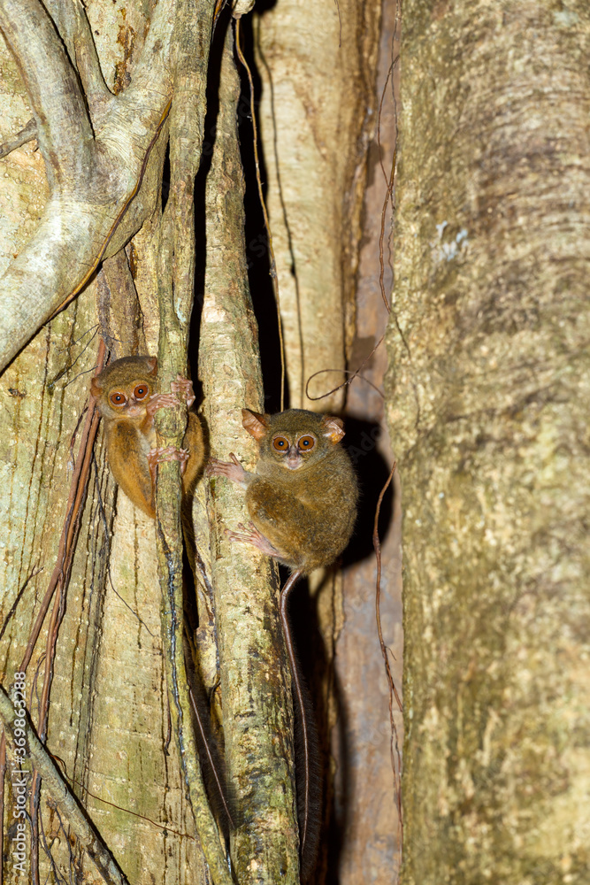 very rare and endemic Spectral Tarsier, Tarsius spectrum,Tangkoko ...