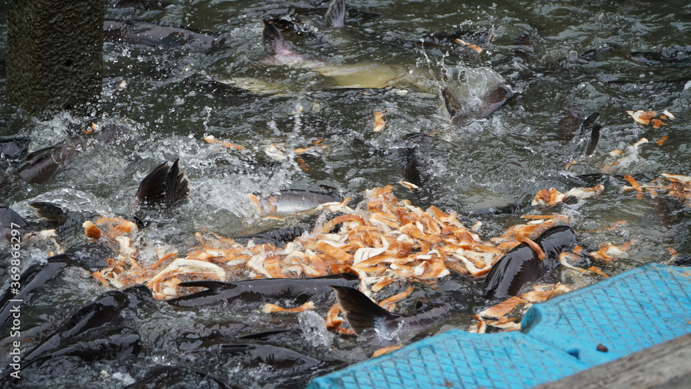 Snakehead fish feed fish river,nature Stock Photo | Adobe Stock