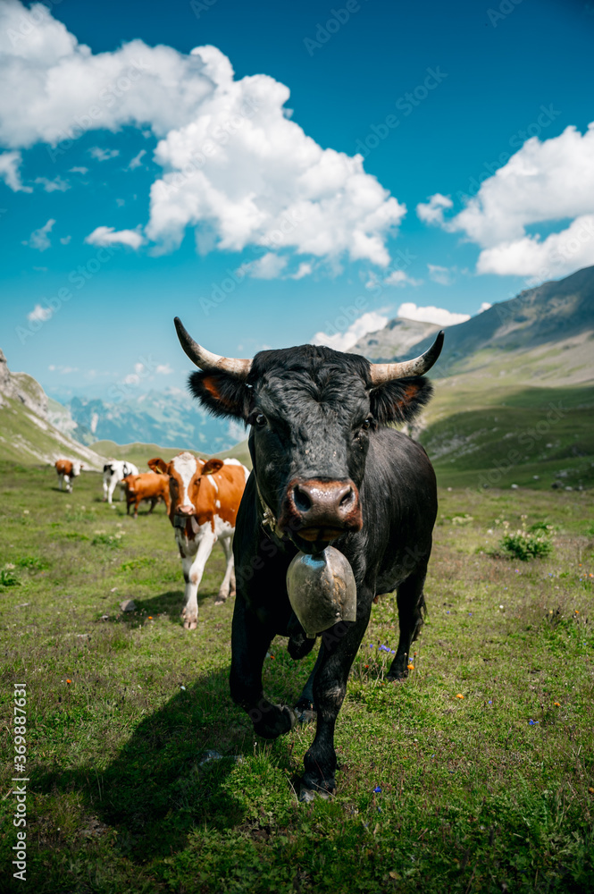 black Eringer or Herens cow with horns in Soustal, Berner Oberland ...