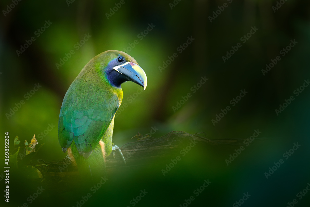 Blue-throated Toucanet, Aulacorhynchus caeruleogularis, green toucan in ...