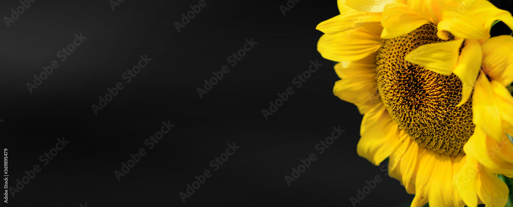 Aesthetic floral composition with sunflower, large bloom on dark, moody ...