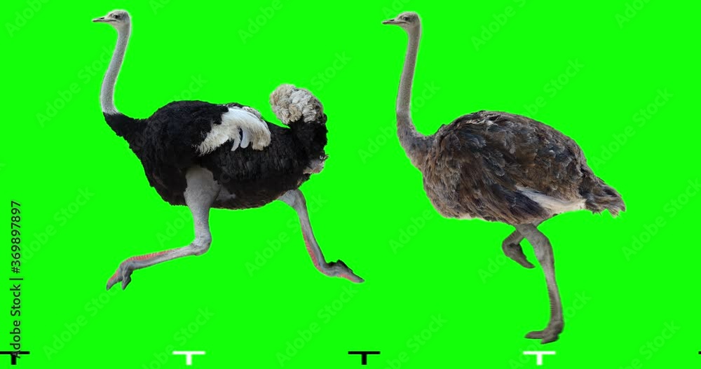 Ostrich running. Male and female. Isolated cyclical animation. Green ...