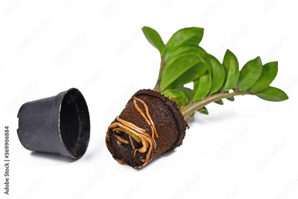 Repotting of plant showing thick roots in soil shaped like flower pot ...