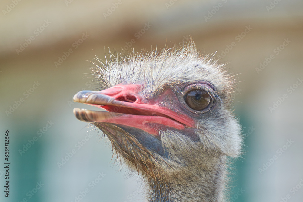 Ostrich face close up, head and beak of an ostrich, focusing on ostrich ...