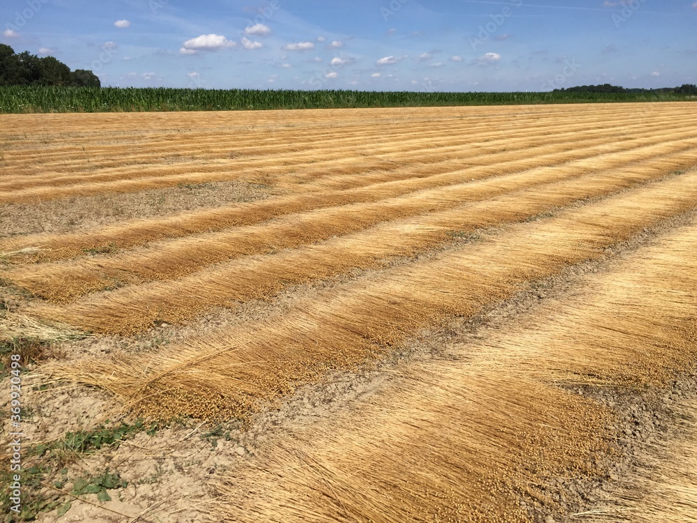 Champs de lin coupé en Seine-et_marne Stock-Foto | Adobe Stock