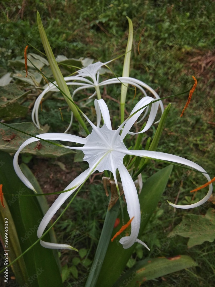 The beach spider lily is a plant specie of the genus hymenocallis ...