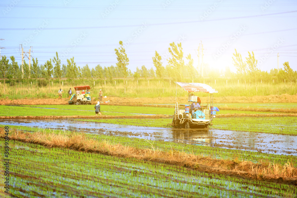Farmers planting rice in field by using rice planting machine. Stock ...