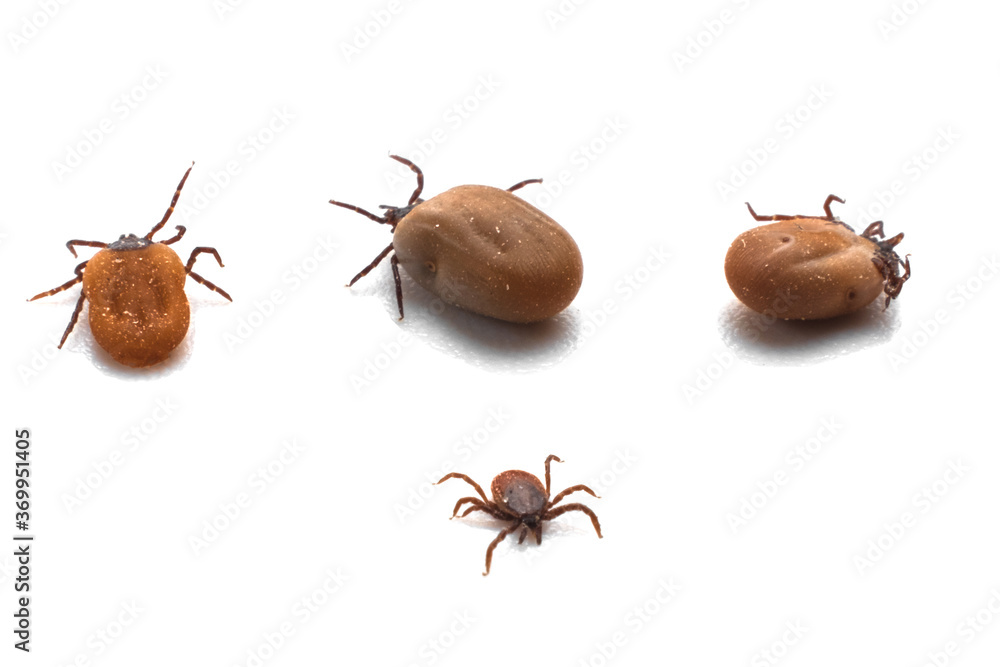 Fotografia do Stock: common European ticks that have bitten a person ...