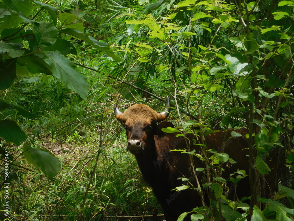 The gaur (Bos gaurus; /ɡaʊər/), also called the Indian bison, is native ...