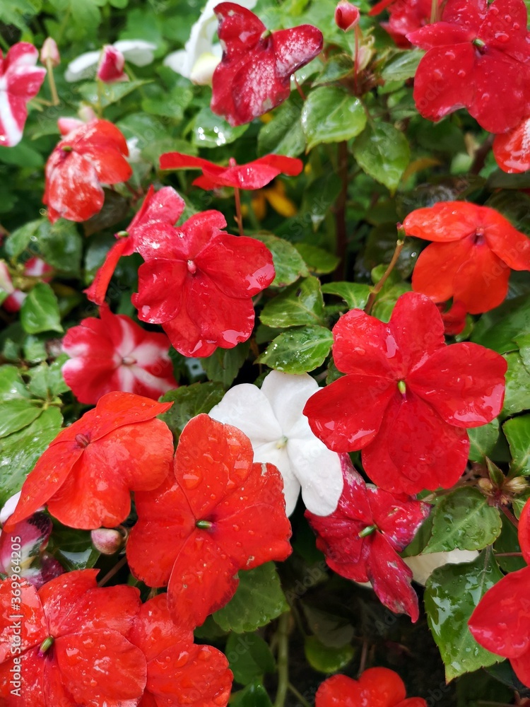 Busy Lizzie (British Isles) flowers. Impatiens walleriana (syn ...