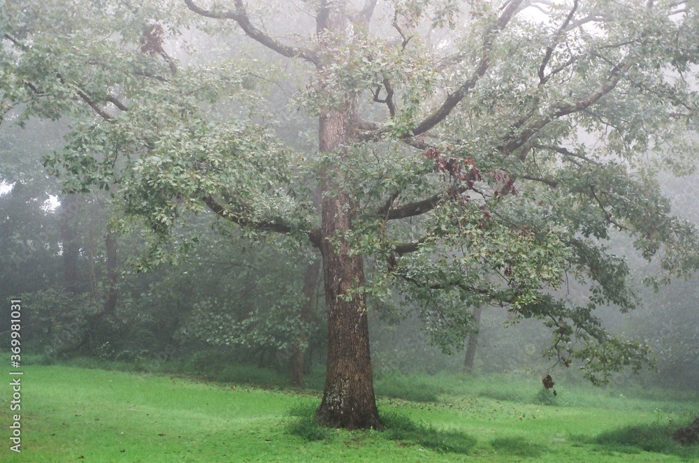 beautiful tree in fog Stock Photo | Adobe Stock