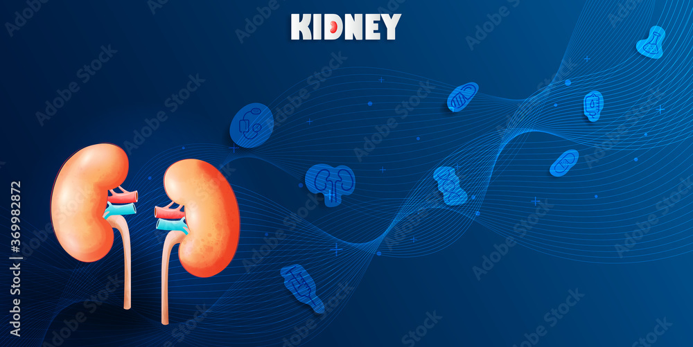 Human kidney and treatment urinary bladder abstract design.A concept ...