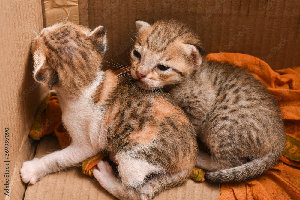 Baby pussy cats or kittens, taking care and feeding them in a cardboard ...