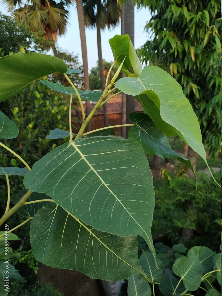 Peepal Tree Stock Photo. This photo is taken in India by vishal singh ...
