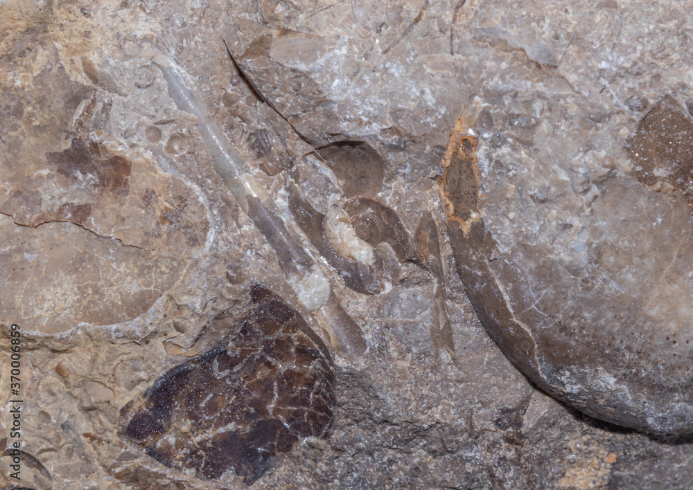 Belemnites and ammonites fossil in a sedimentary sandstone rock from a ...