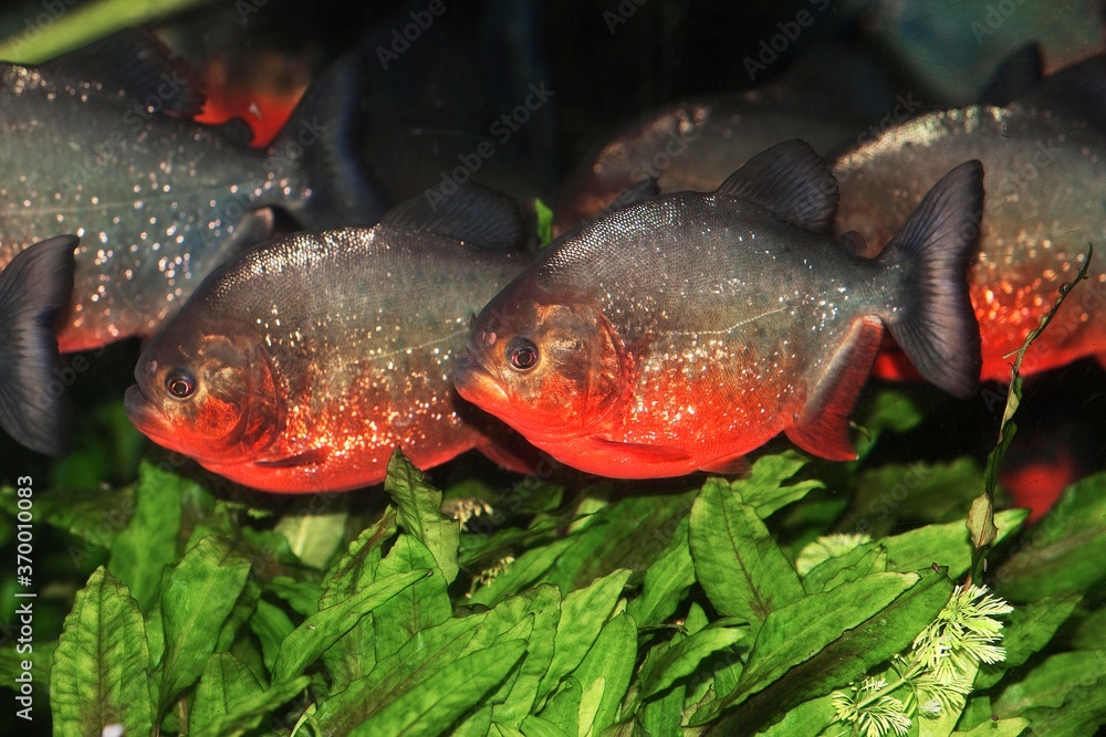 RED BELLIED PIRANHA pygocentrus nattereri, ADULTS Stock Photo | Adobe Stock
