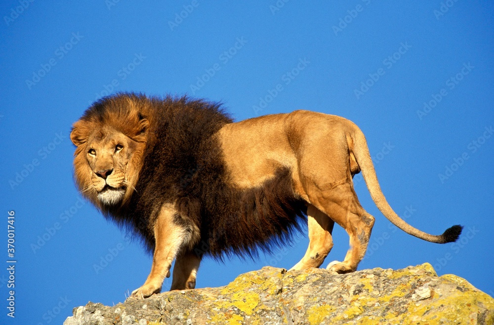African Lion Standing