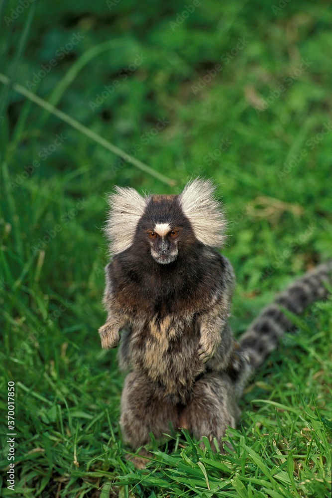 Common Marmoset Adult