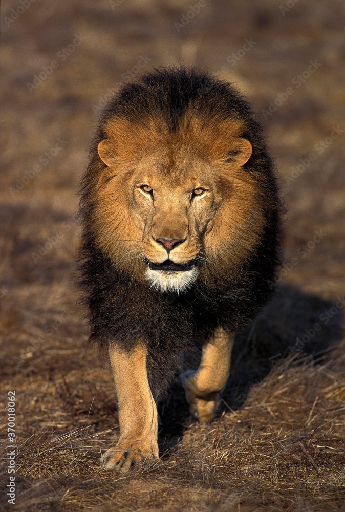 Lion Front View Standing