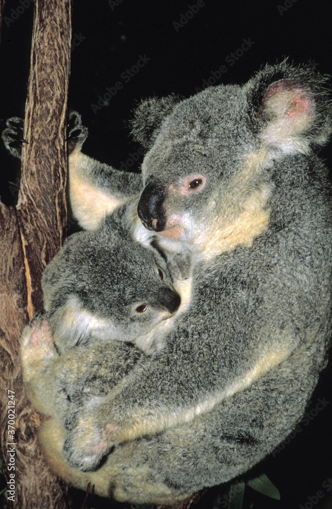 Koala, phascolarctos cinereus, Mother and Baby, Australia Stock Photo ...