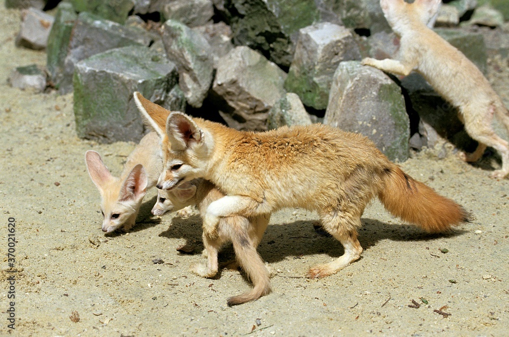 Fennec or Desert Fox, fennecus zerda, Mother with Cub Stock Photo ...