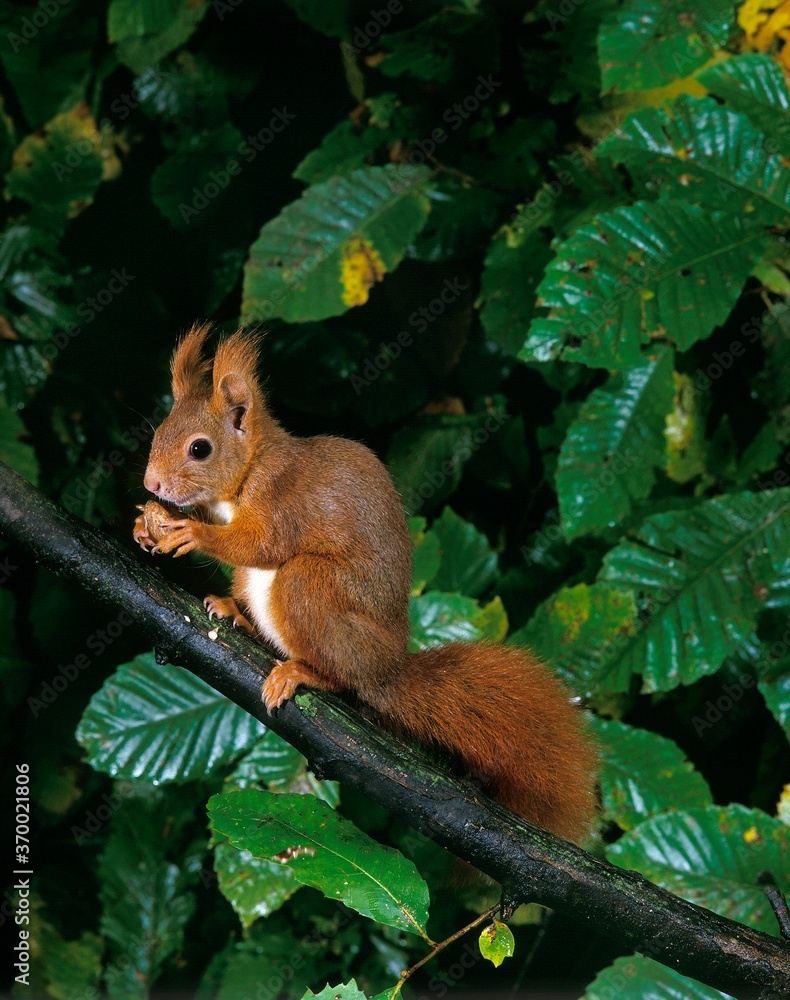 Red Squirrel, sciurus vulgaris, Female eating Chestnut Stock Photo ...