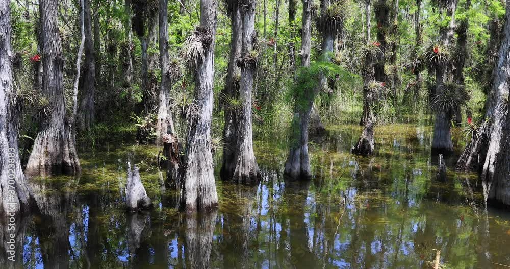 Florida Everglades Cypress National Park swamp 4K. Everglade National ...