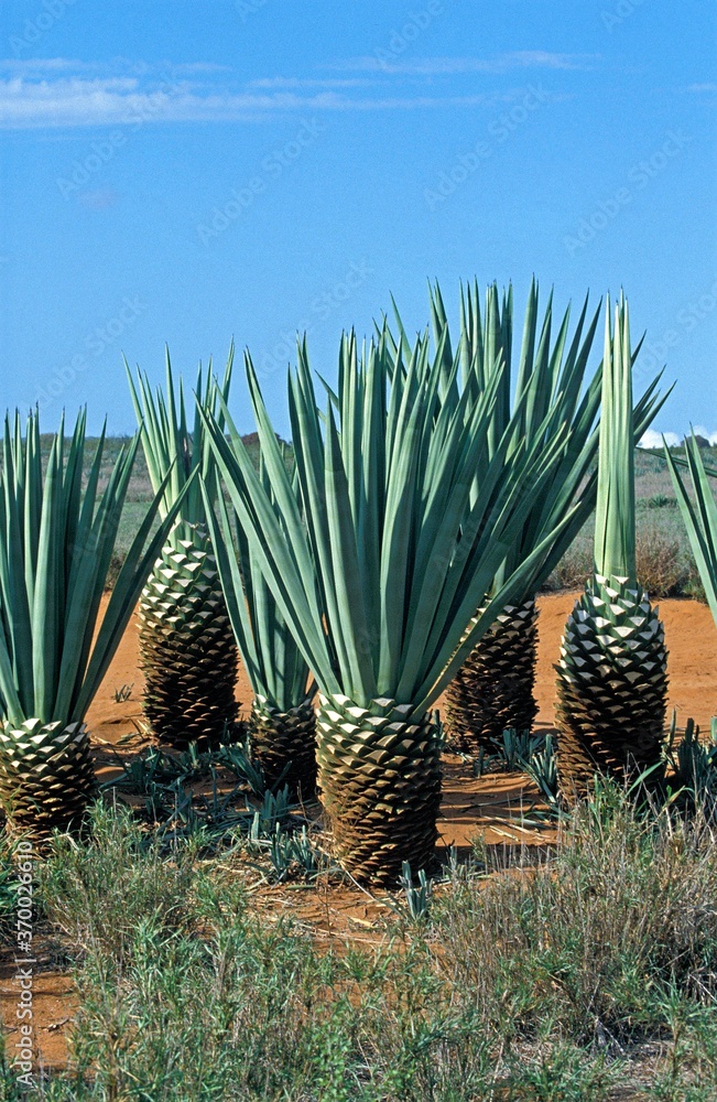 Sisal Plant, agave sisalana, Plantation in Madagascar near Fort Dauphin ...