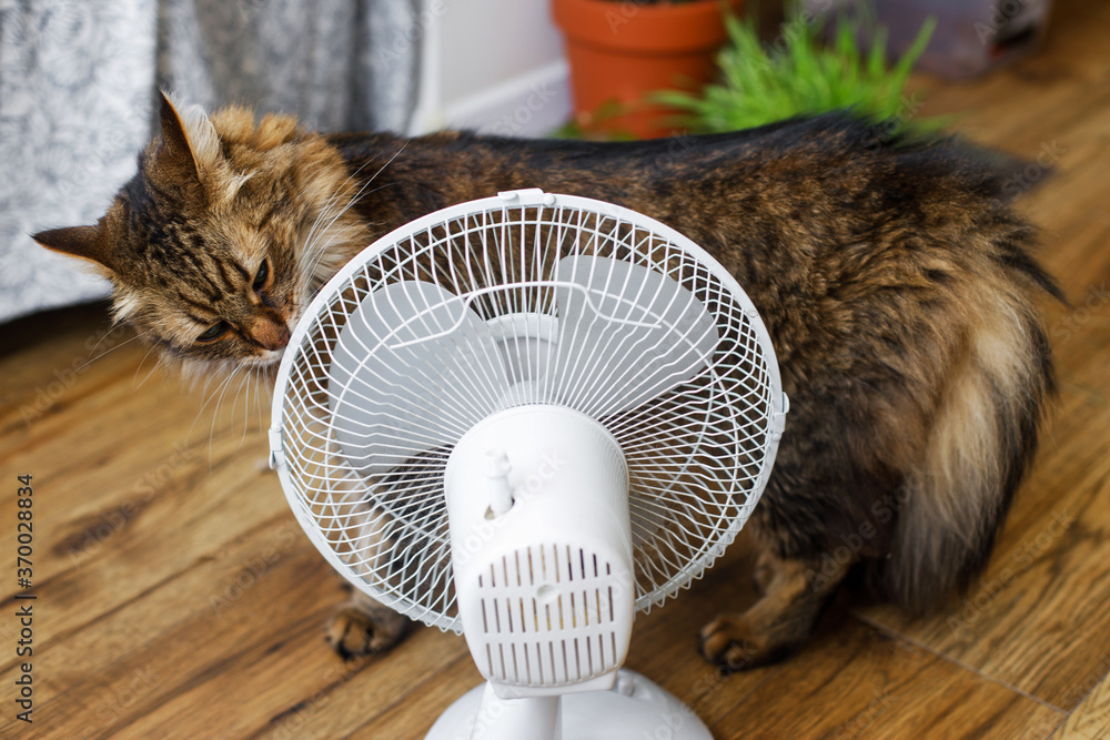 Curious tabby cat smelling old white fan on wooden floor in rustic room ...