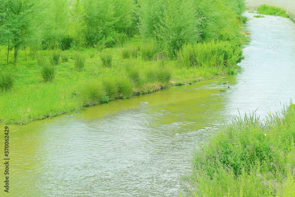cauce del río tranquilo rodeado de verde vegetación, caudal, agua ...