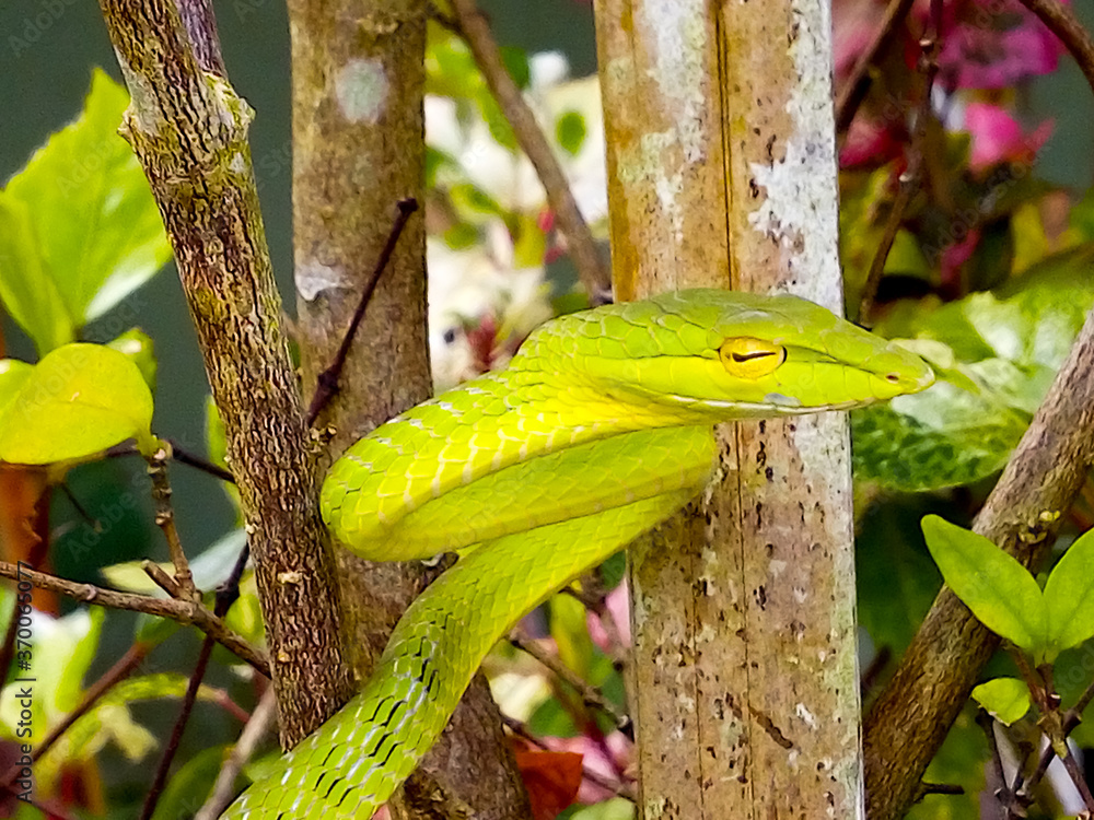 Green snake Scientific name Ahaetulla prasina in nature. Stock Photo ...