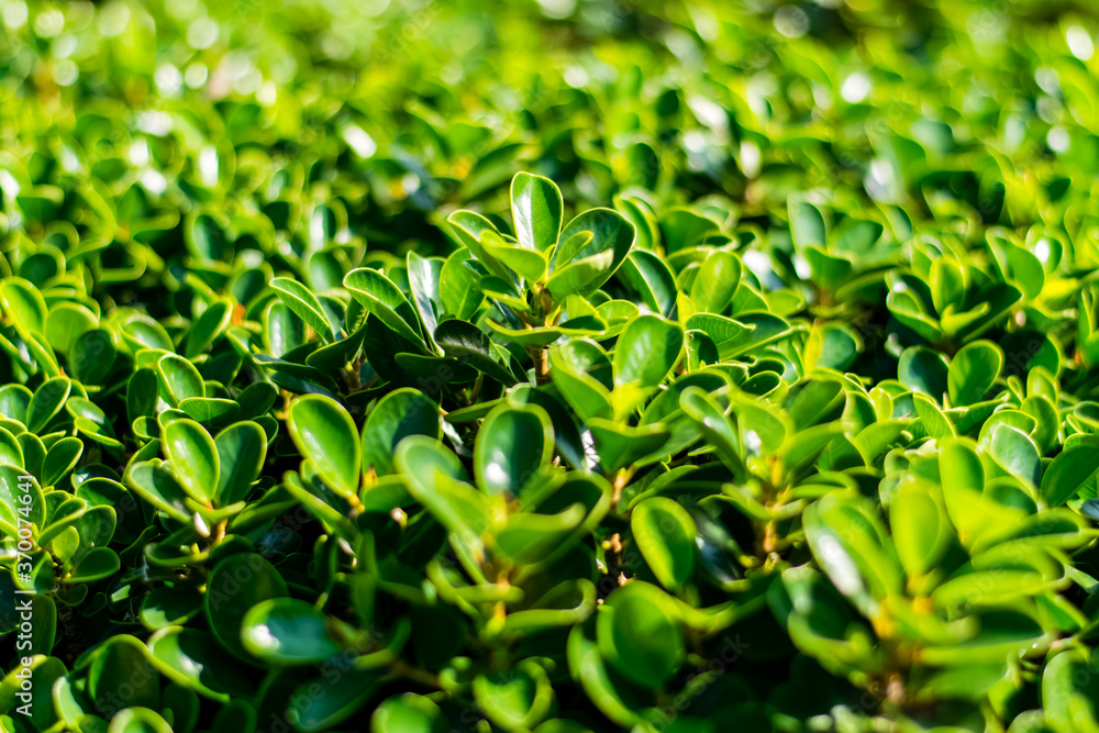 Ficus annulata trees Stock-Foto | Adobe Stock