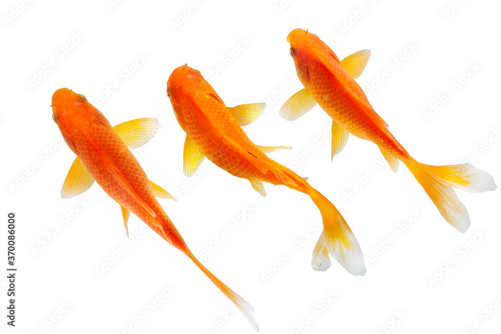 Top view fish on white background Stock Photo | Adobe Stock