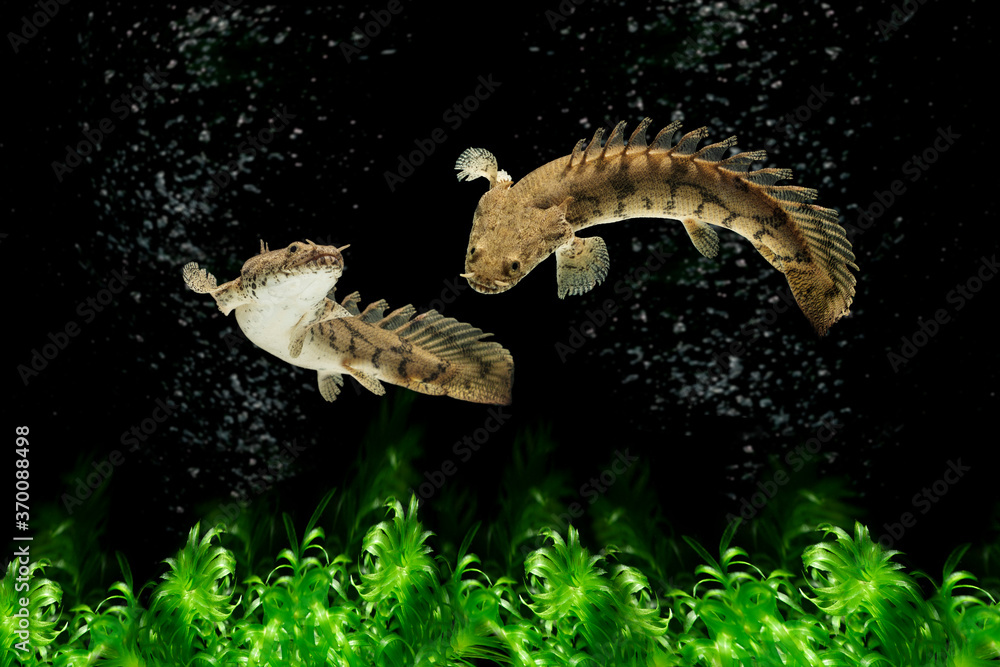 Polypterus Endlicheri