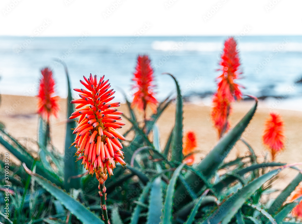 Aloe Vera cactus plants blooming at the beach side in Australia's ...