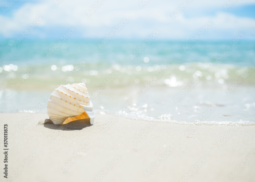 Sea shell on sand beach with blur image of blue sea and blue sky ...
