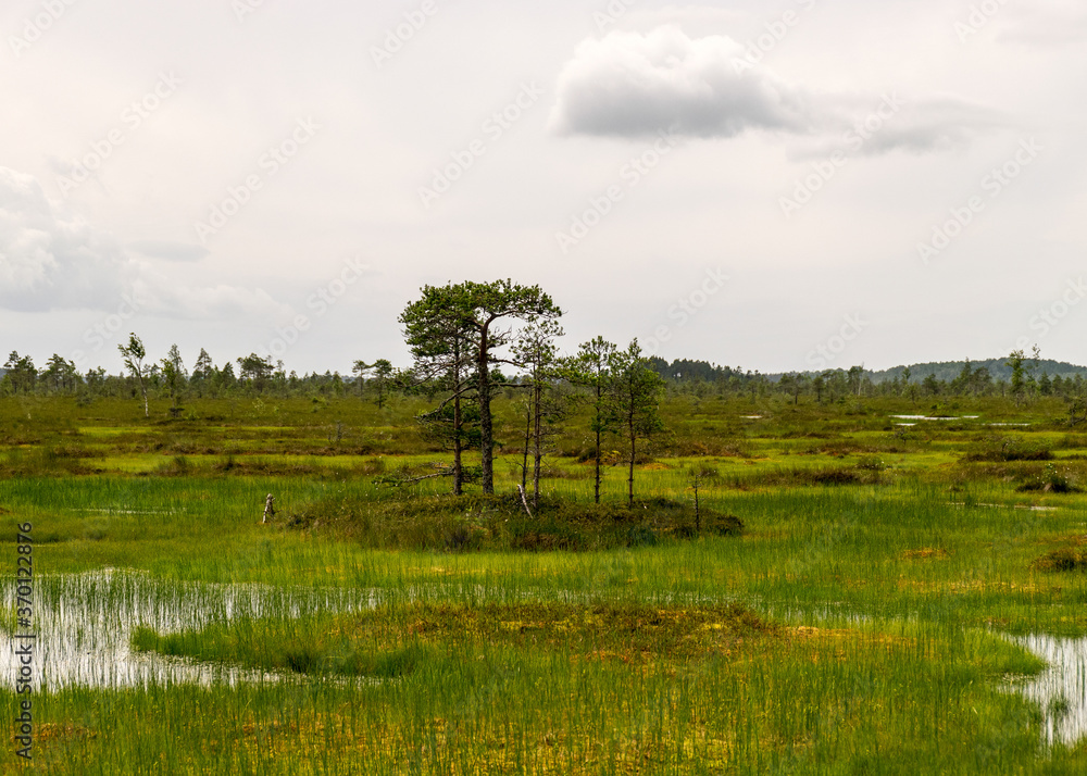 stunning bog views. beautiful clouds. View of the beautiful nature in ...