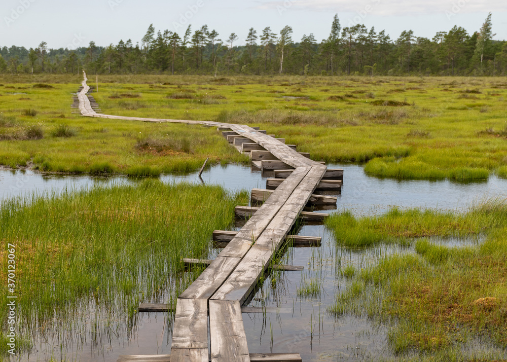 Wooden wet pathway through swamp wetlands with small pine trees, marsh ...