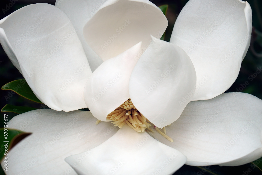 Southern magnolia (Magnolia grandiflora). Called Evegreen Magnolia ...