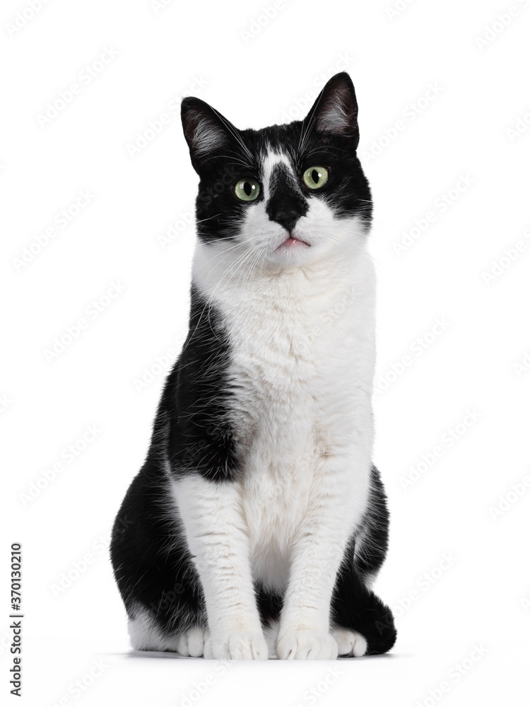 Handsome black and white house cat sitting up facing front. Looking ...