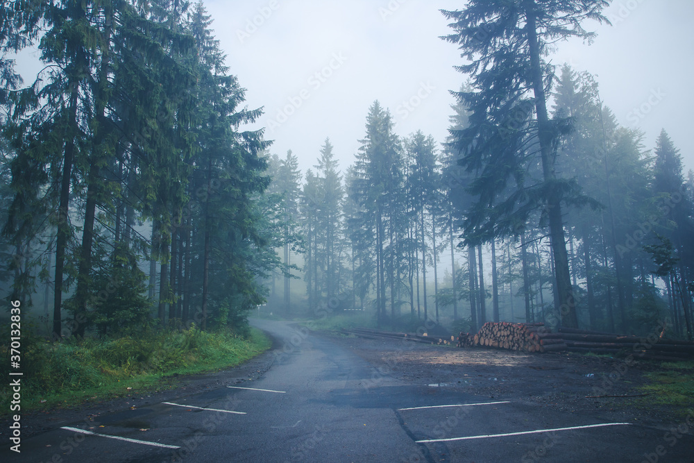 Mystic foggy forest background. Horror mysterious dark scenery. Morning ...