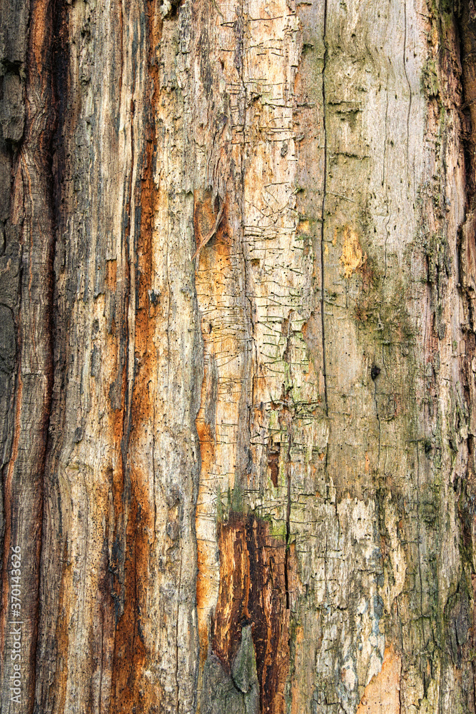 Tree trunk without bark with traces of wood beetles. Natural old wooden ...