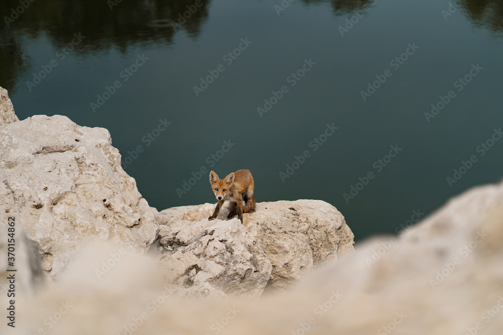 Little fox sunbathing on a white stone near water in nature. Discover ...